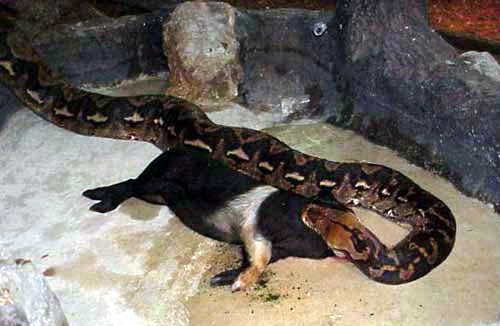 World Amazing Photos: Anaconda Eating a Pig Cool Pictures