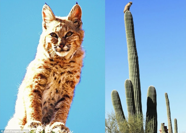 Bobcat Sitting on Top of 40 Foot Tall Cactus in the Arizona Desert
