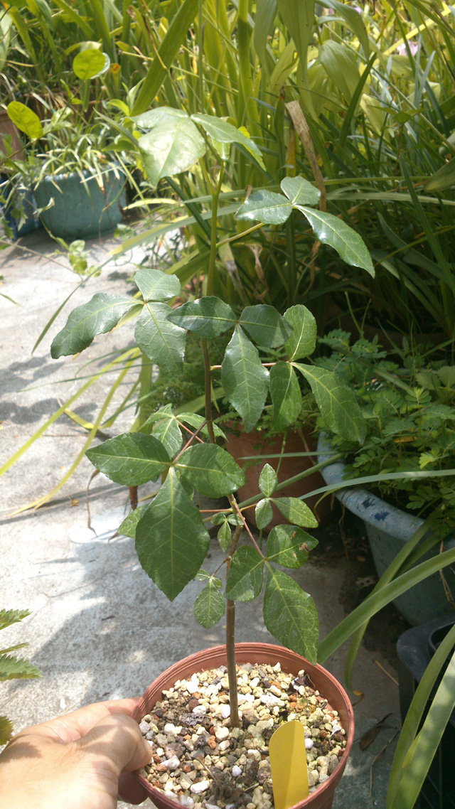 Plant & Seeds: 稀有沒藥屬植物 Commiphora neglecta