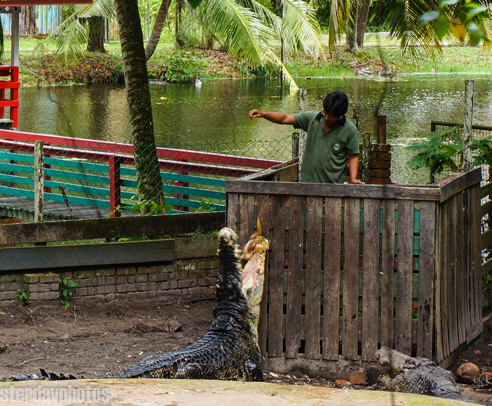 Sterdavblog: Revisit Miri Crocodile Farm
