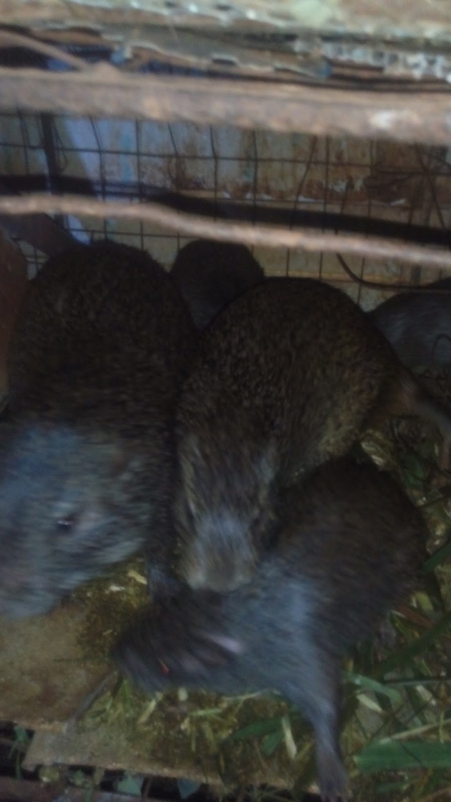 GRASSCUTTER FARMING FOR ALL: Grasscutter Production And Management*