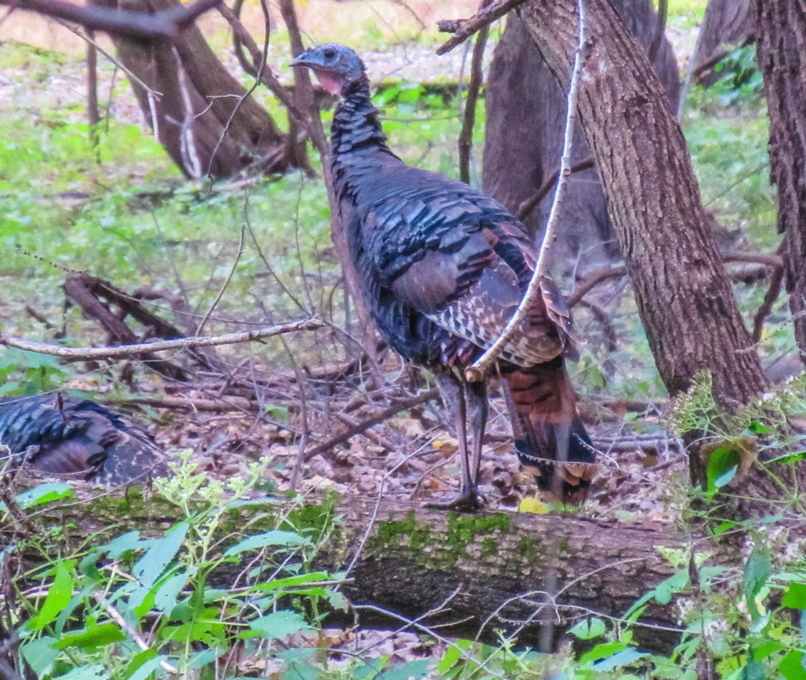 Cannundrums: Eastern Wild Turkey