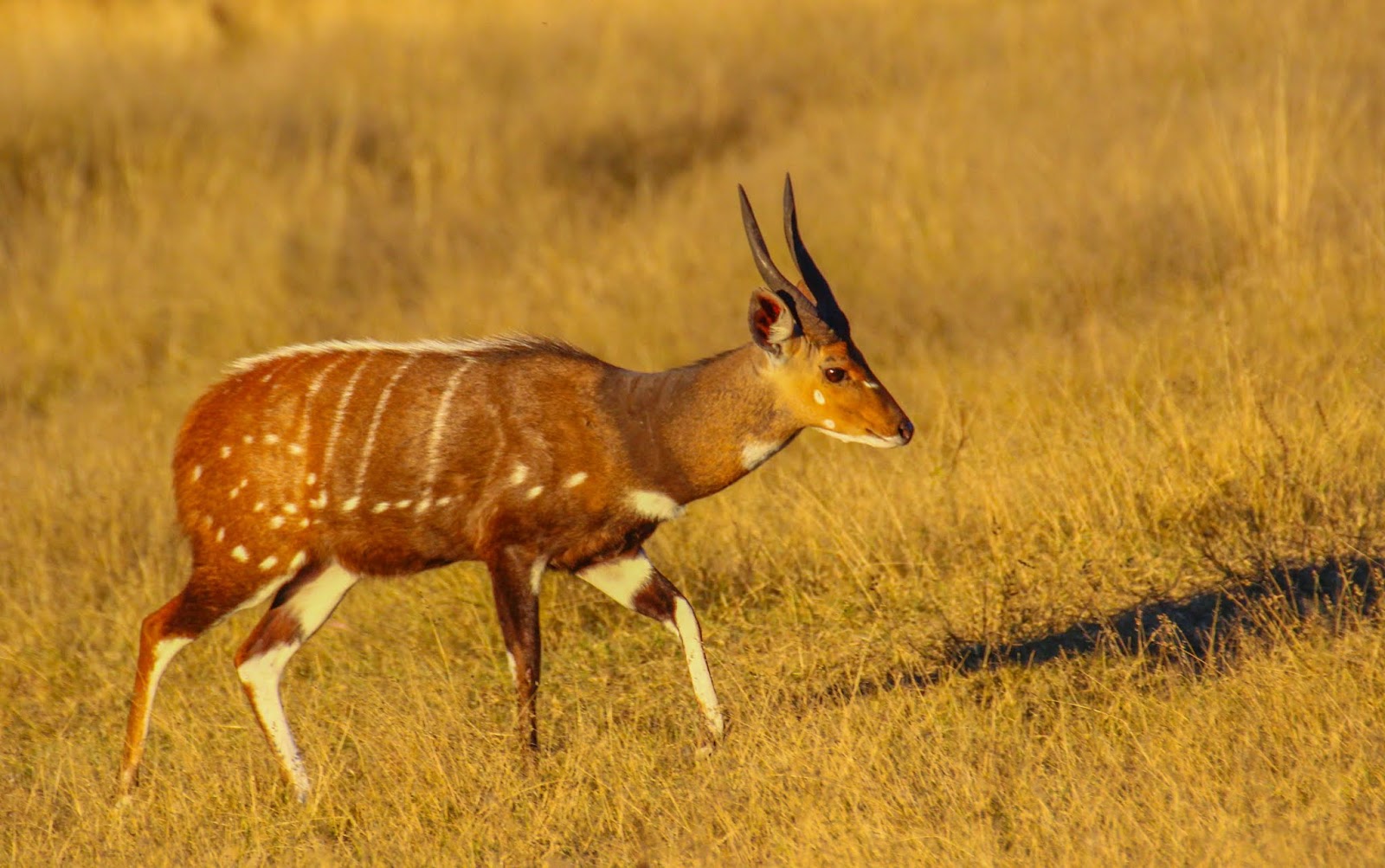 Cannundrums: Cape Bushbuck