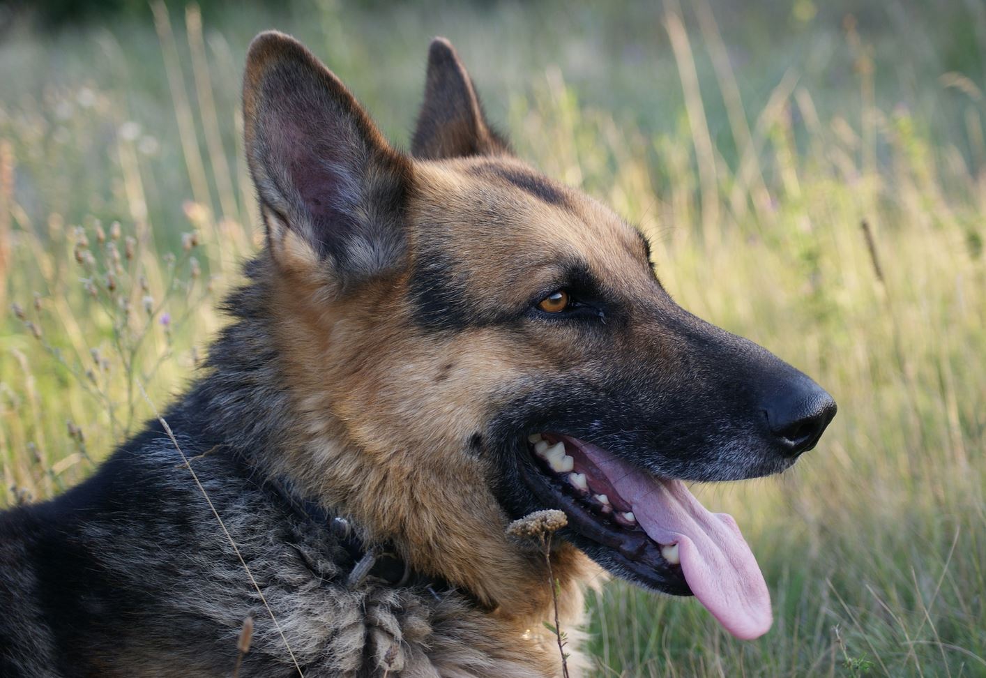 Kuvablogi: Koirakuvat: 8 ilmaista koirakuvaa