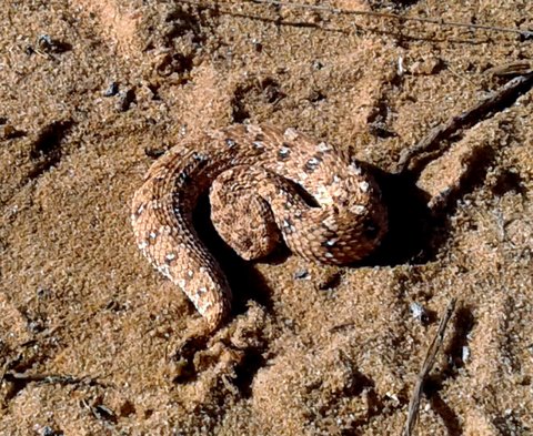 Footsteps To Good Hope