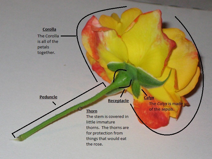 The Wondering Student's Hideout