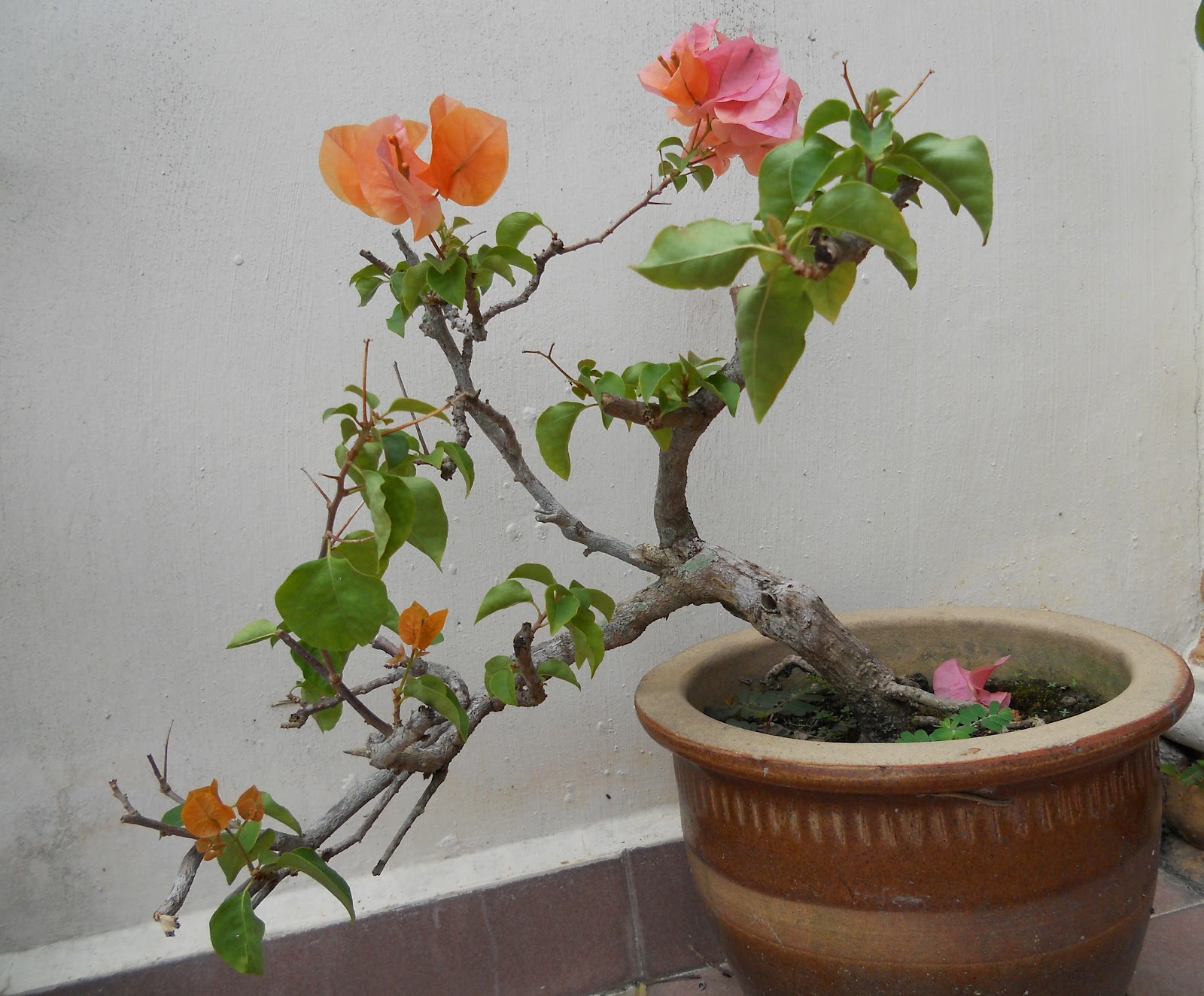 *: Keunikan BONSAI, kreativiti pemiliknya