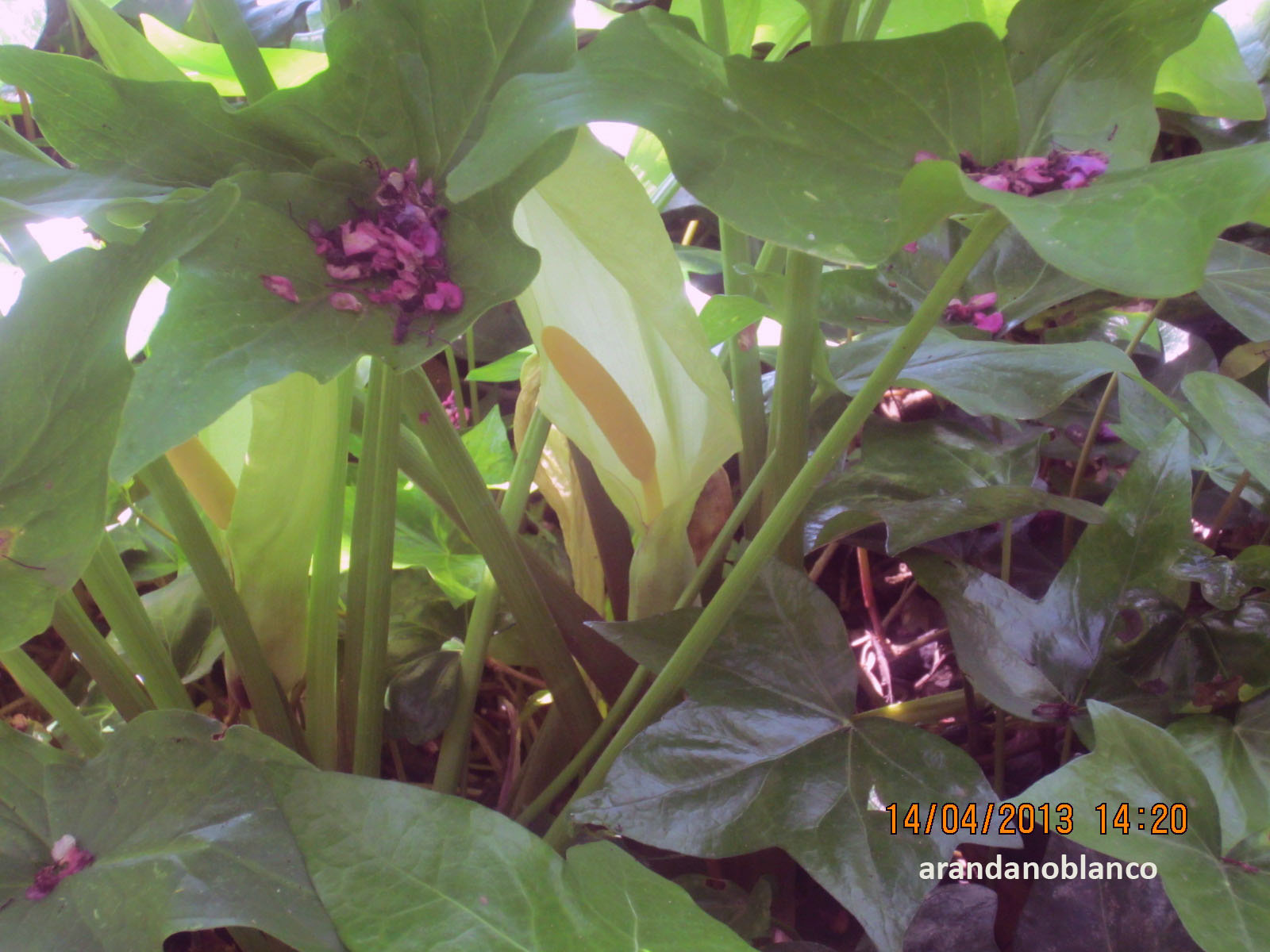arbustosensevilla-encinarosa: Aro / Arum meculatum / Arum italicum ...