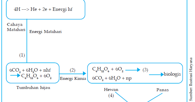Proses penting terjadinya metabolisme dalam sel makhluk hidup | ips ipa