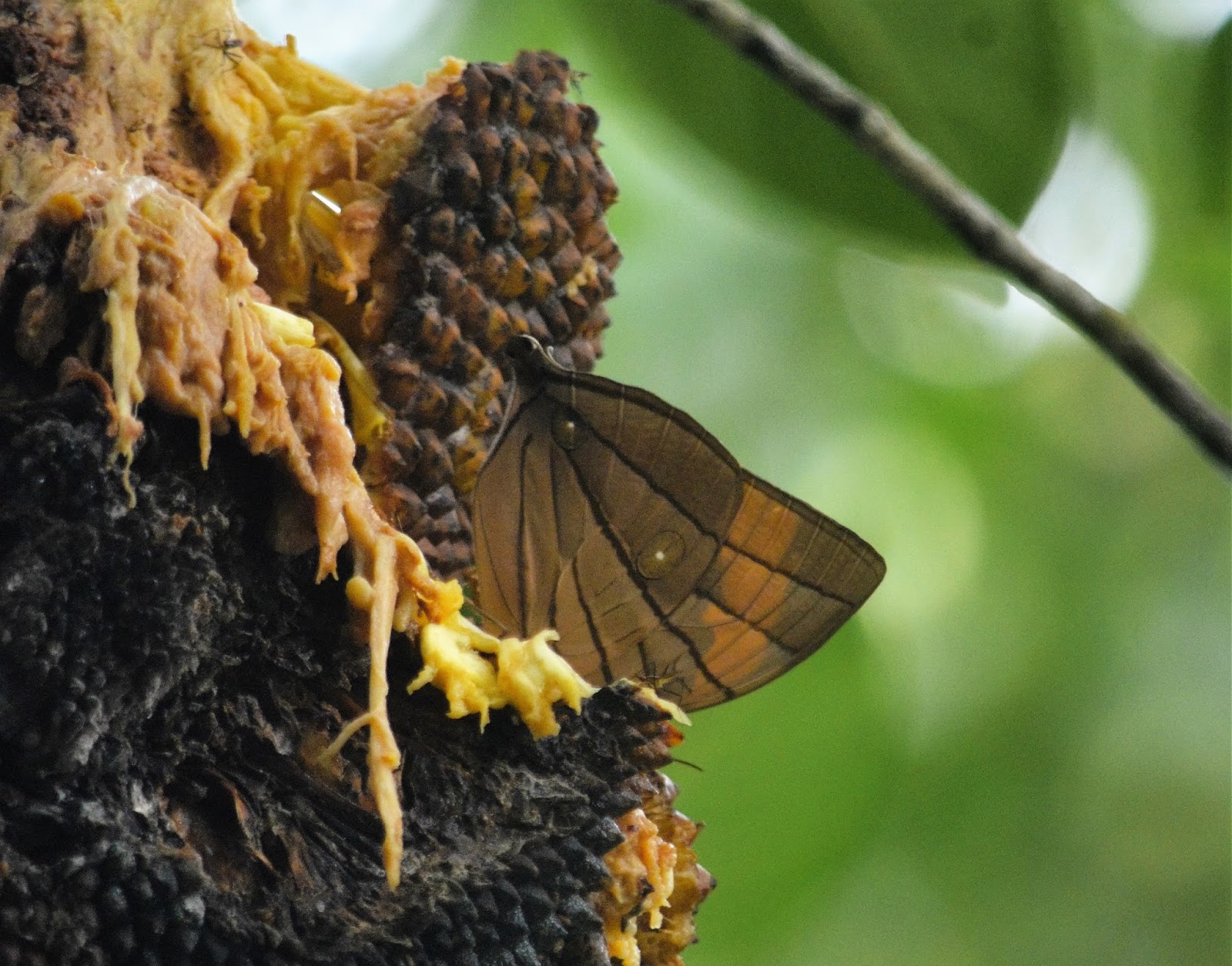 The Kambatik Park, Bintulu.: A butterfly mimicking a dry jungle leaf