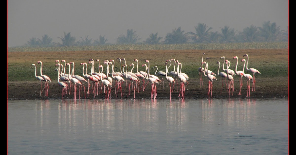 Nandur Madhmeshwar Bird Sanctuary