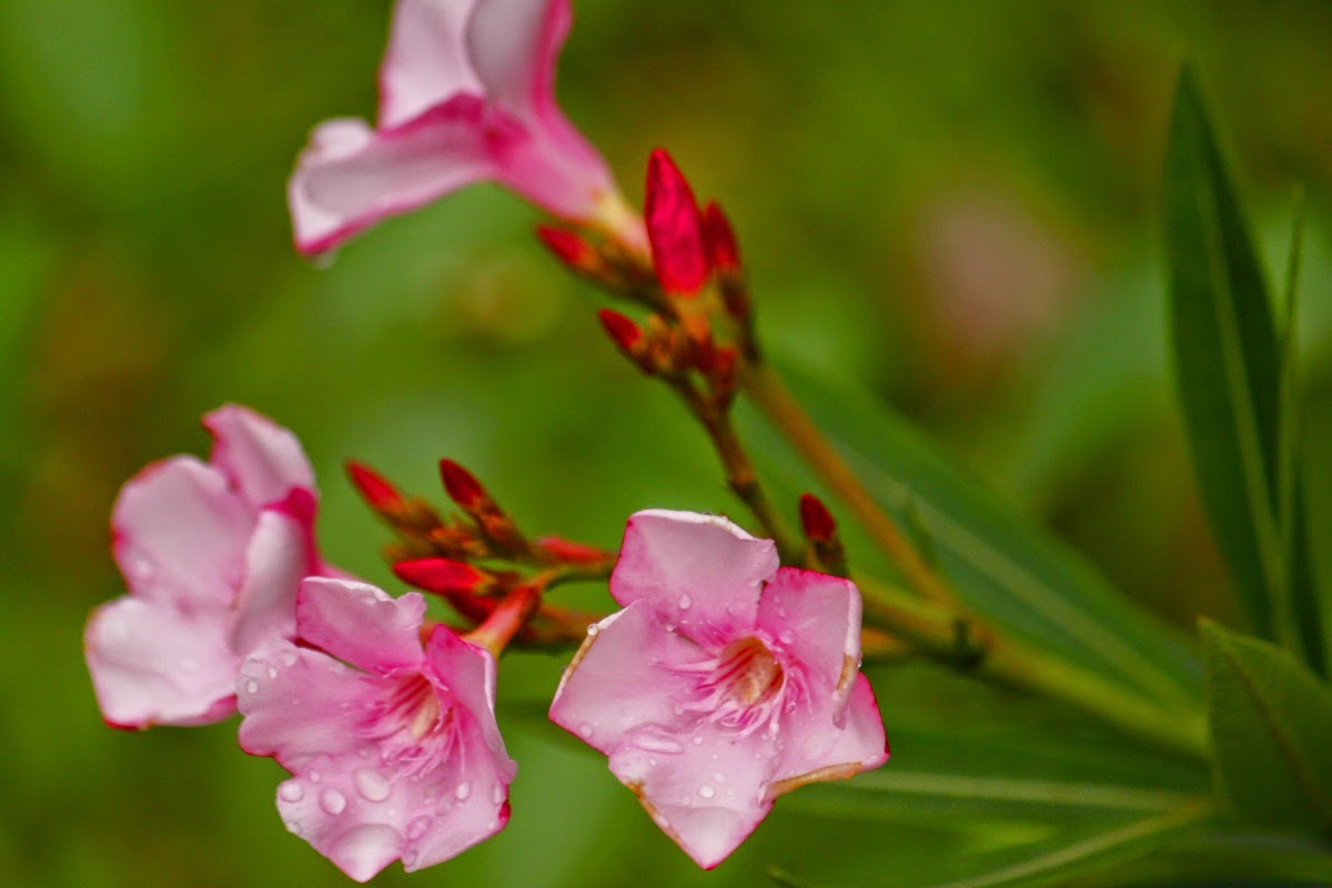 Life at Dharwad: ಗುಲಾಬಿ ಕಣಗಲೆ ~ Gulabi Kanagale ~ Pink Oleander