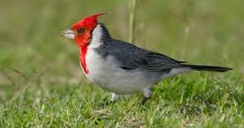 Tierra de Aves: Cardenal Copete Rojo