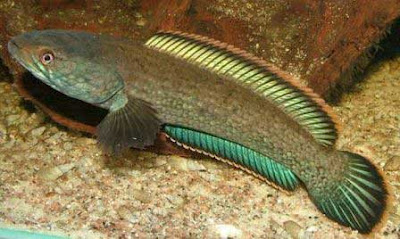 Hidupan Air Tawar: JENIS-JENIS IKAN AIR TAWAR