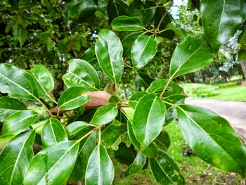 Camphor Wood Tree - Kapuru Kurundu | SL Flora