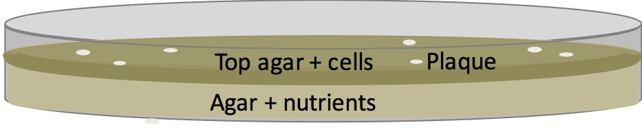 RRResearch: About bacterial lawns and phage plaques