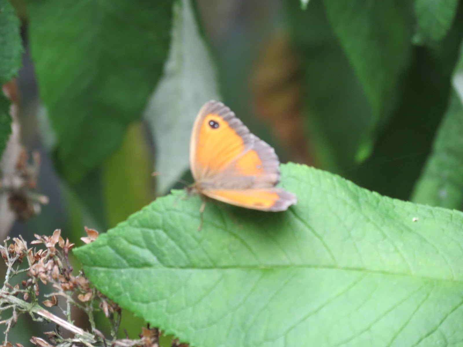 BIRDING AMERSHAM: Garden Butterflying