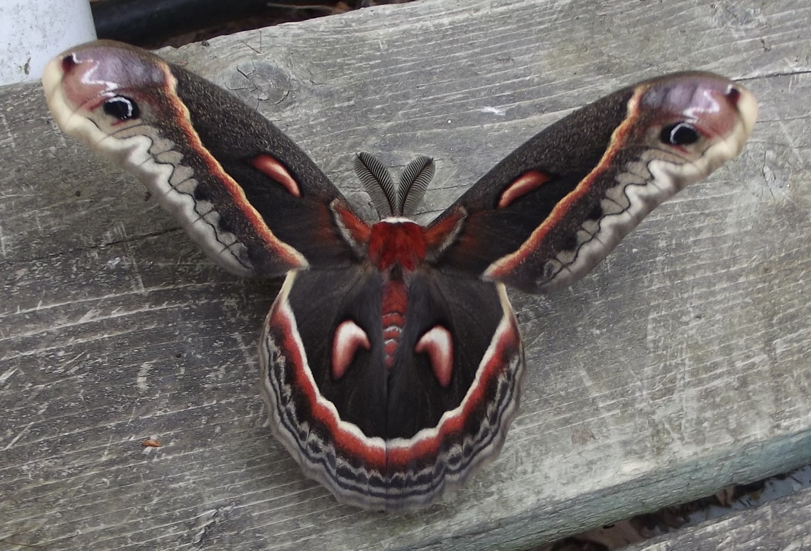 In The Garden: Cecropia Moth