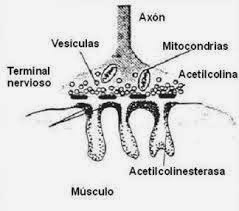 En lo profundo de la mas maravillosa locomotora: Union neuromuscular