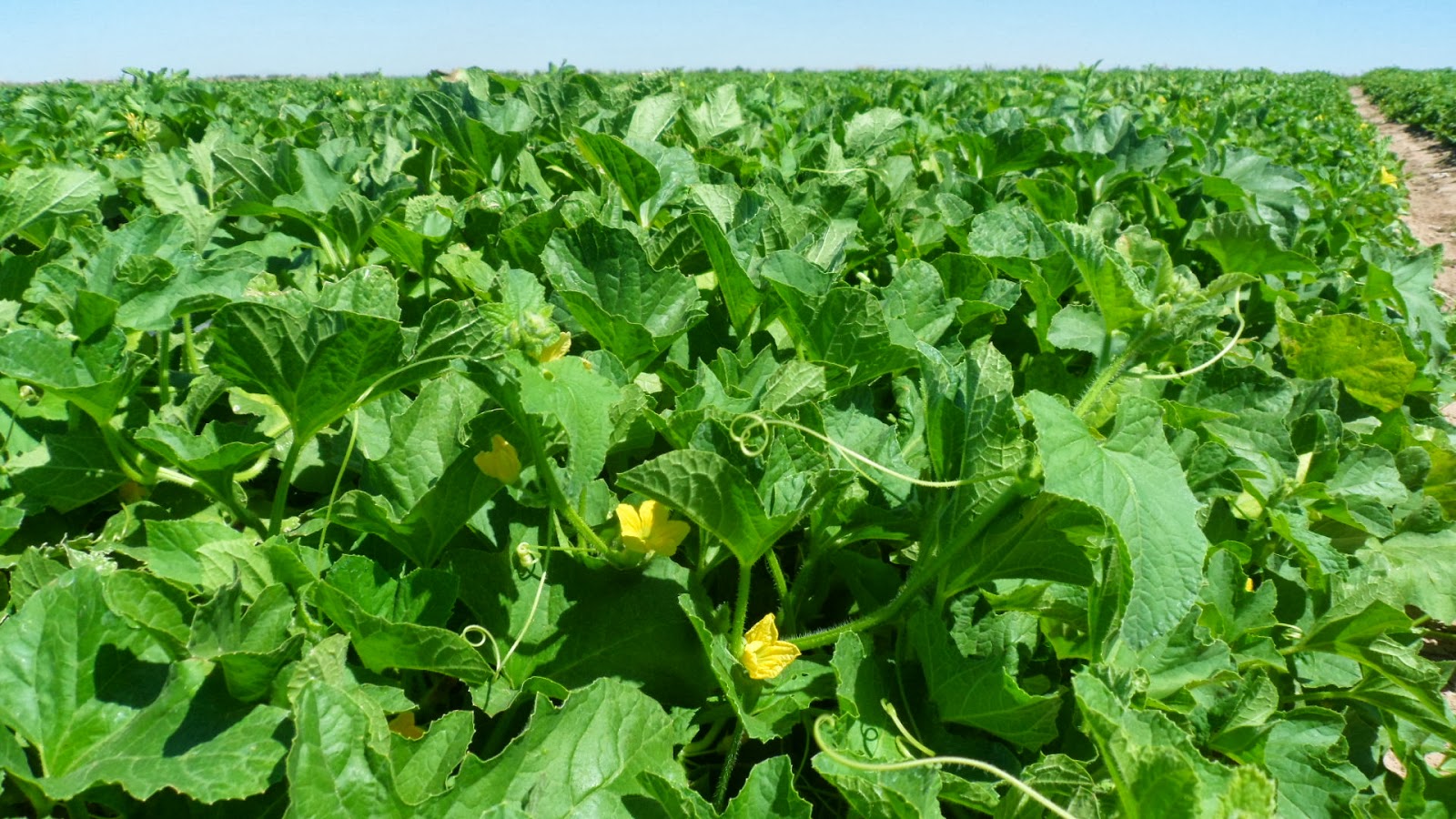 Vandervoet and Associates: Fall 2013 Melon Crop Update