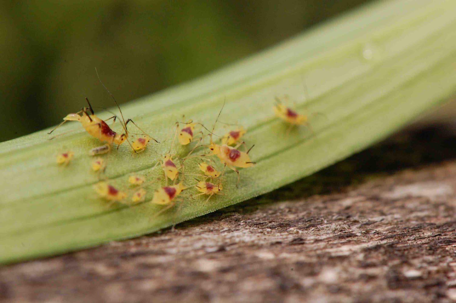 Urban Wildlife Guide: February 2013
