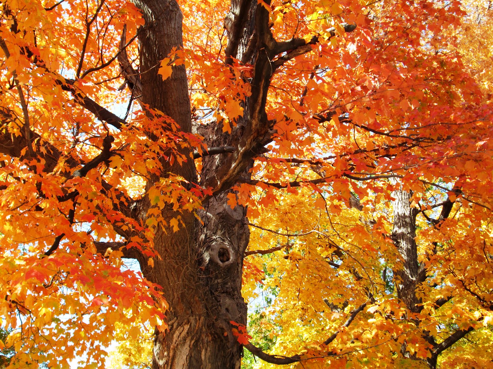 The Wild Reed: O Sacred Season of Autumn