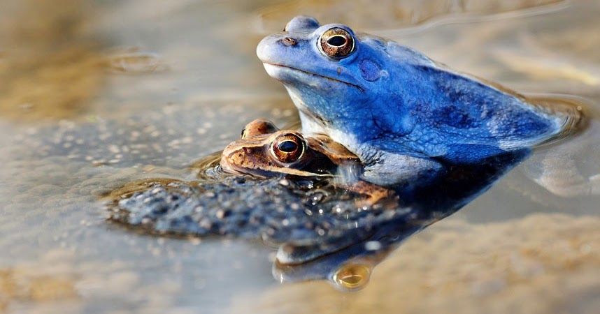 MISS DERMARK'S LITERARY RAMBLES: THE FROGS OF SERIPHOS