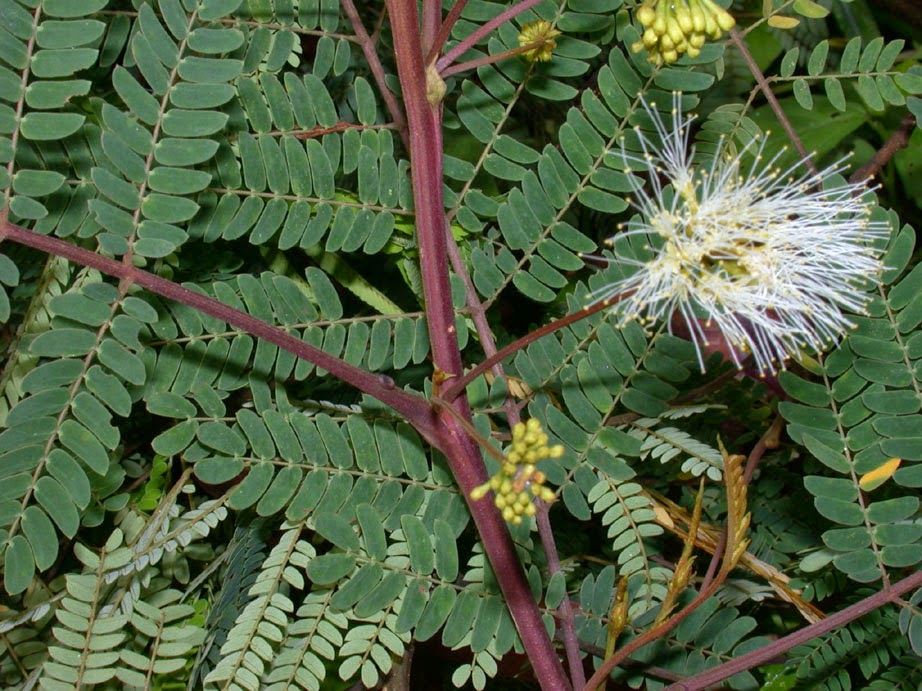 Flora de Puerto Rico Ilustrada: Mimosoideae ALBIZIA CARBONARIA CARBONARIO