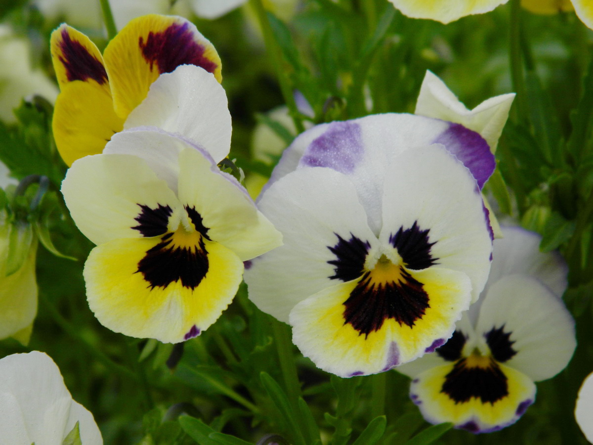 LA MULTI ANI, ROMANIA!: Panselute