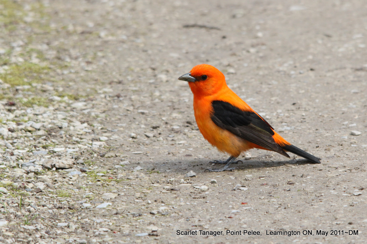 Nerdy for Birdy: Orange Variant Scarlet Tanager