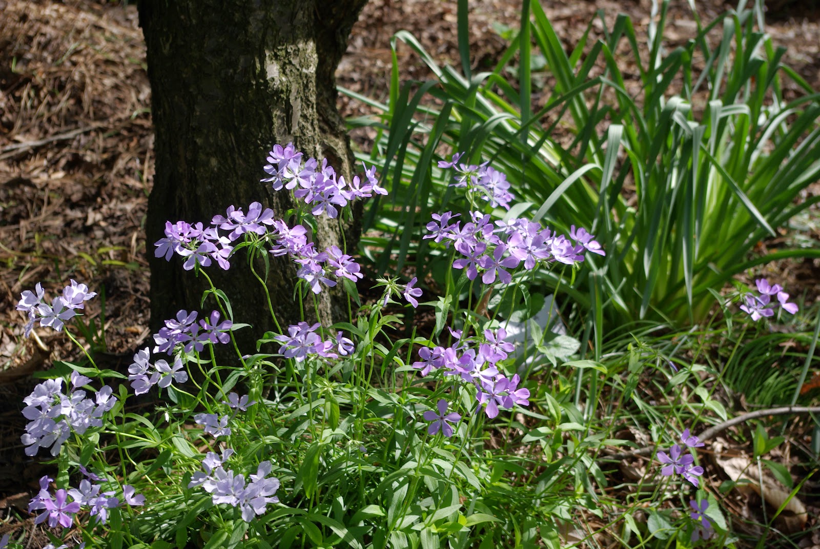 sweetbay: Coker Arboretum and Sisters' Garden, on a sunny day