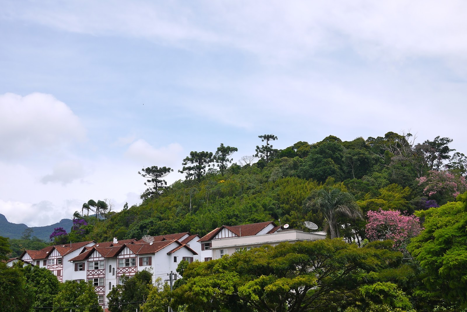 Alone with my tea: Petropolis, Brazil - Out and About