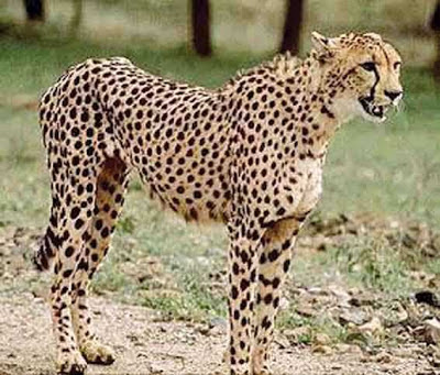 The Cheating games of Cheetahs (did you know this about cheetahs ...