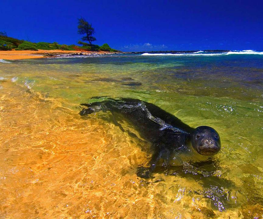 Sevimli Fok Balığı Resimleri ~ Resimler Diyarına Hoşgeldiniz