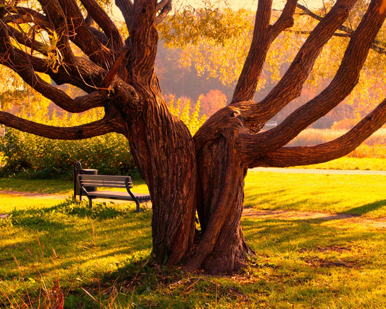 În căutarea eului pierdut - In search of lost self: Copacul