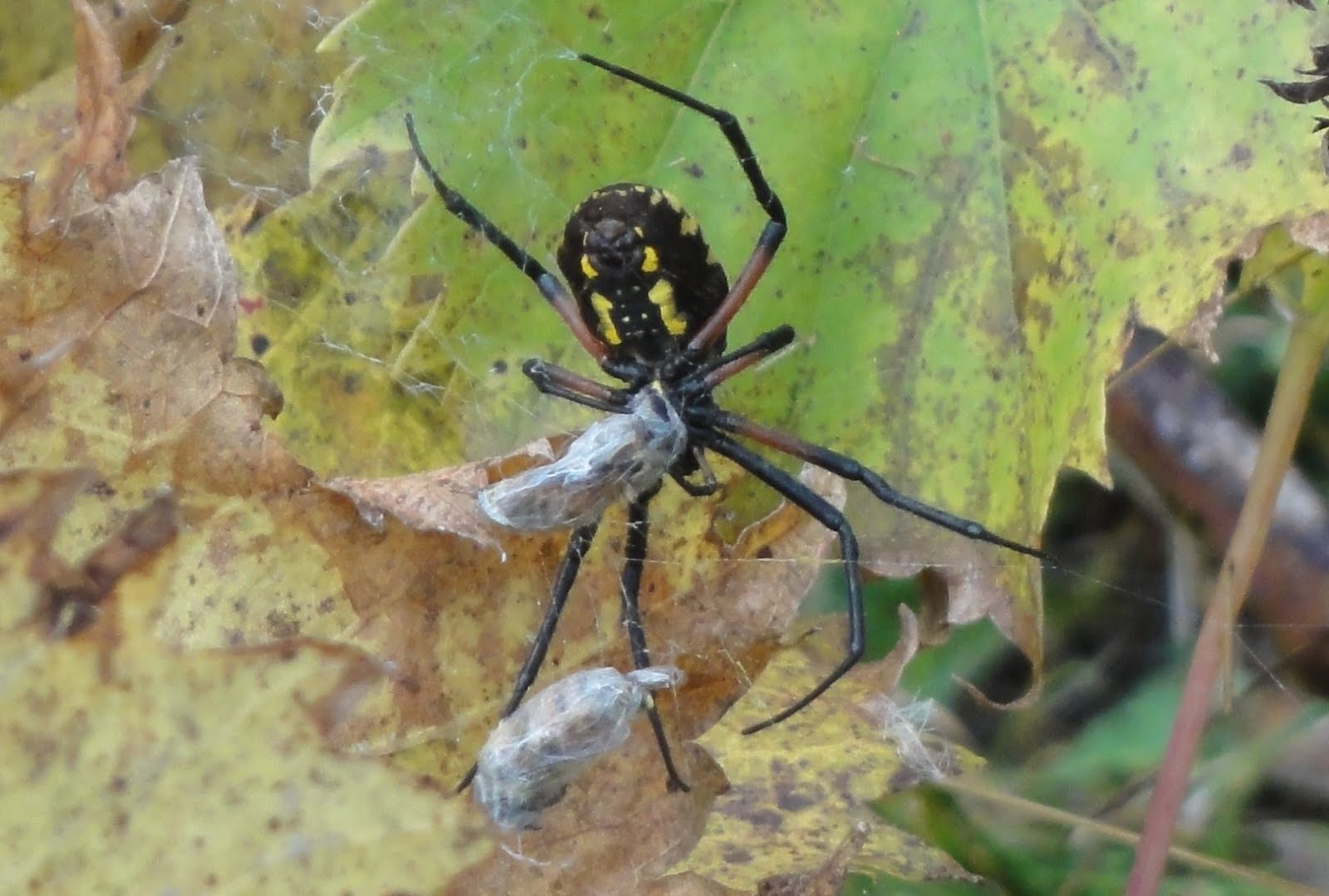 Submitted Pics - Black and Yellow Argiope | Michigan Spiders