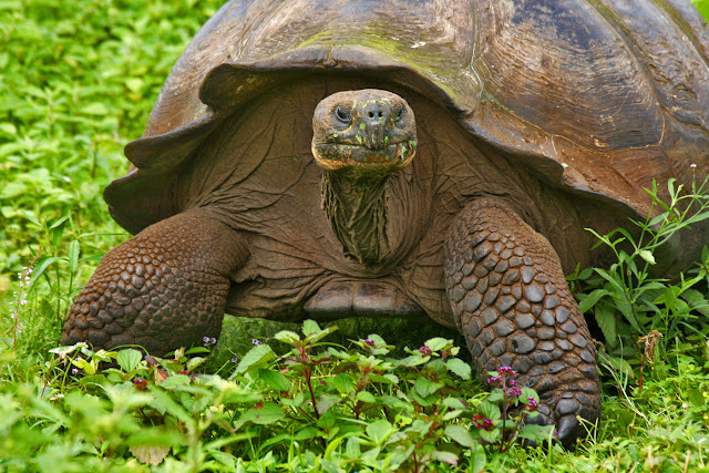 Tortoise | The Biggest Animals Kingdom