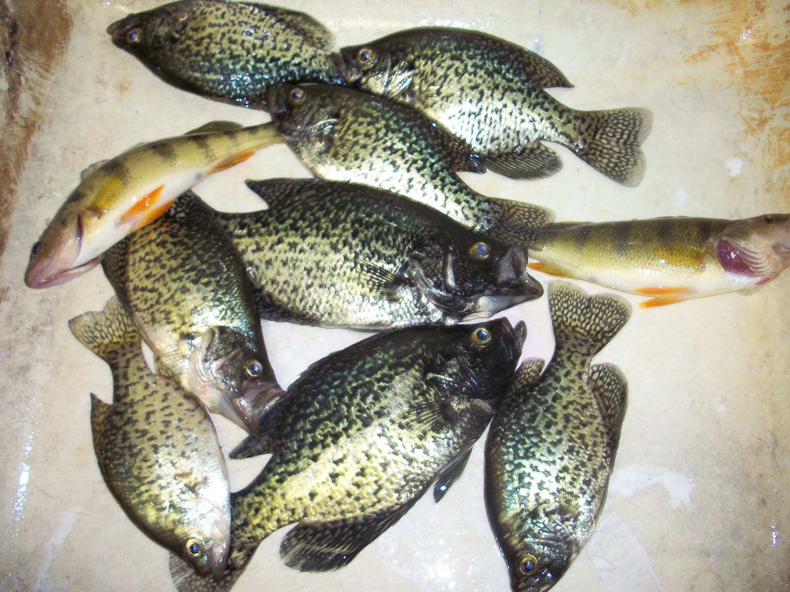 robfisherie: Nice Slab Black Crappie In Presque Isle Bay