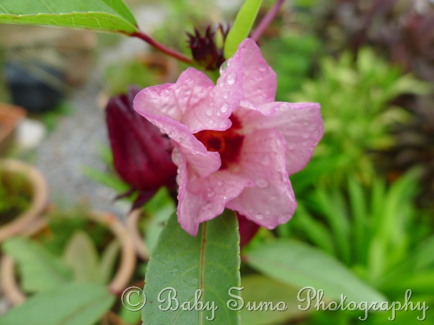 Baby Sumo Photography: Roselle flower - KL, Malaysia