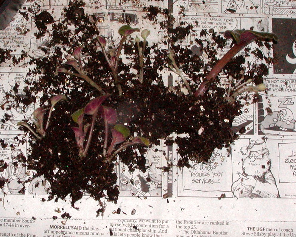 Taking Babies From Mama Leaf -- How To