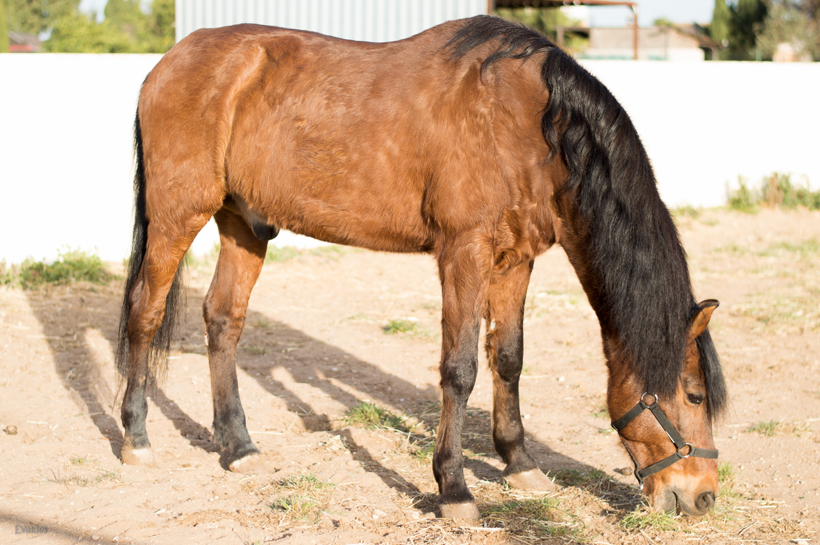 A través de tu cámara: Los caballos