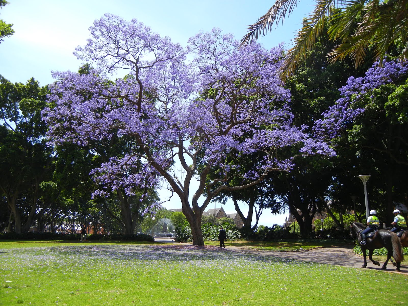 Sydney - Australia: That old jacaranda tree
