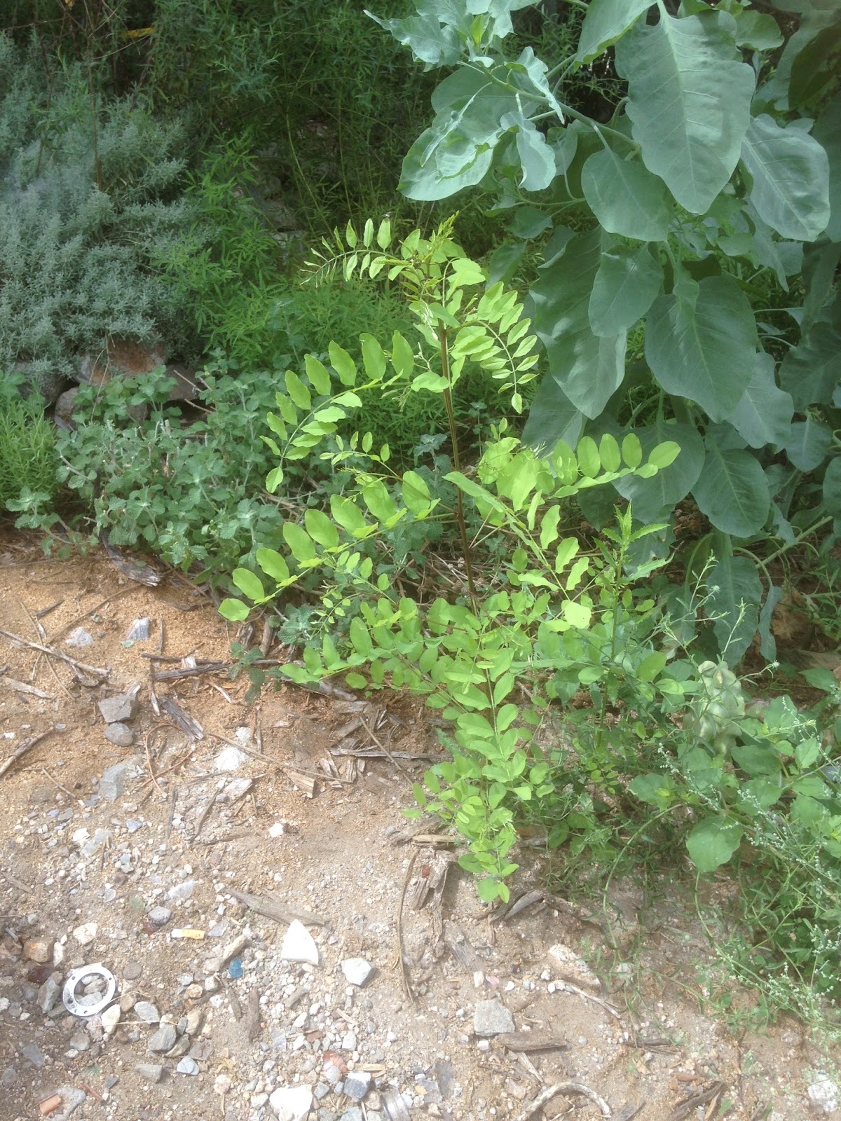 The Edible Garden: Farmer Friday & #eatwhatyougrow