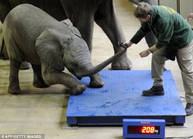 The animal zone: This keeper should remember that elephants never ...