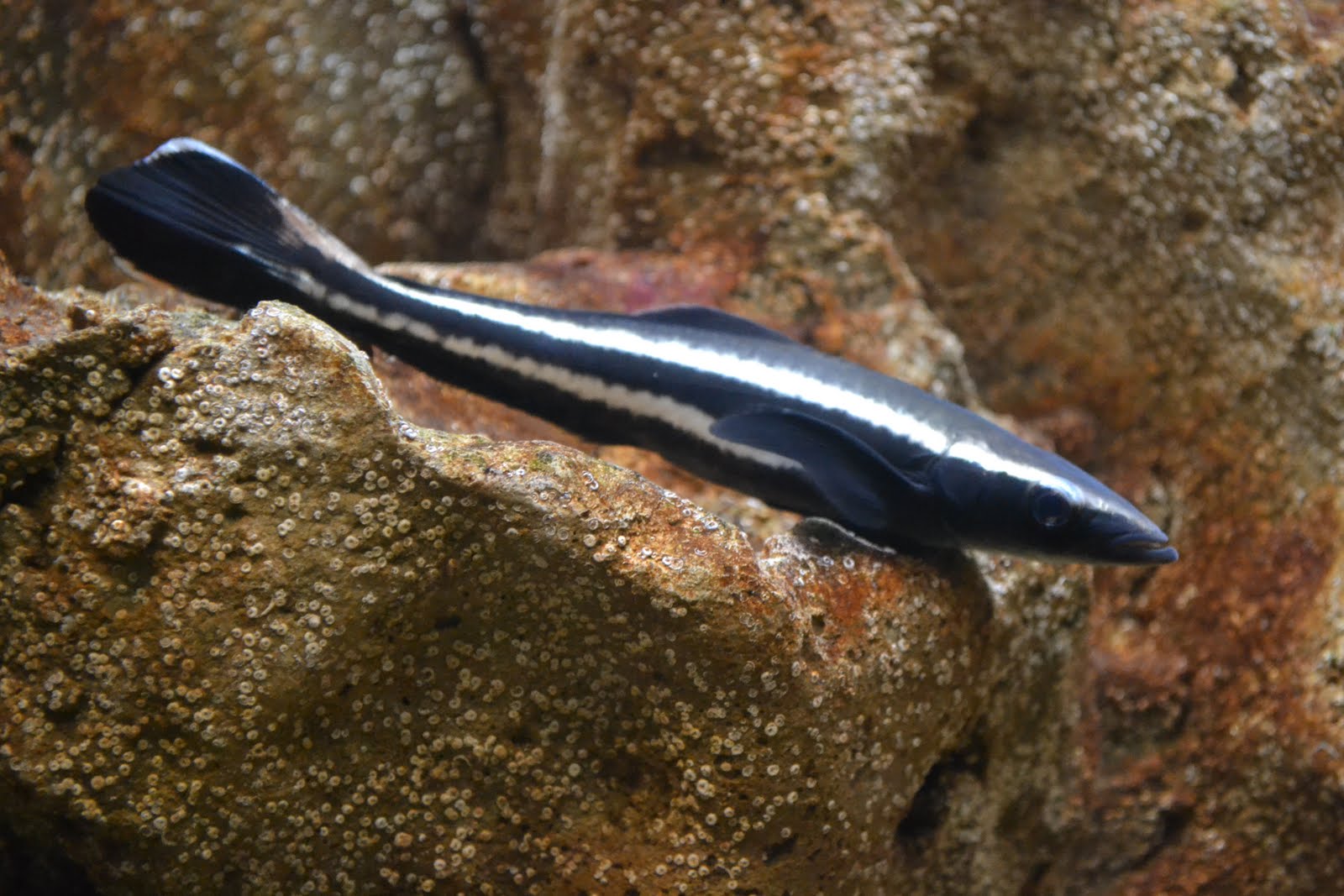 Virginia Living Museum | cobia | Virginia Living Museum