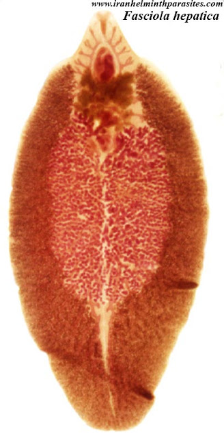 Lecture Notes in Medical Technology: Lecture #8: THE LIVER FLUKES