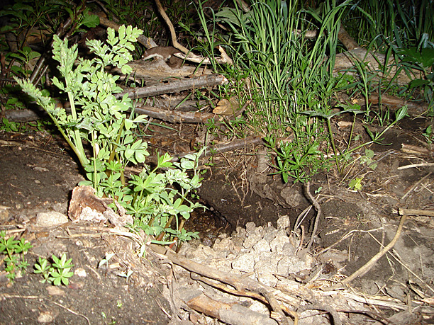 Camera Trap Codger: Herman the Ermine was alurkin'