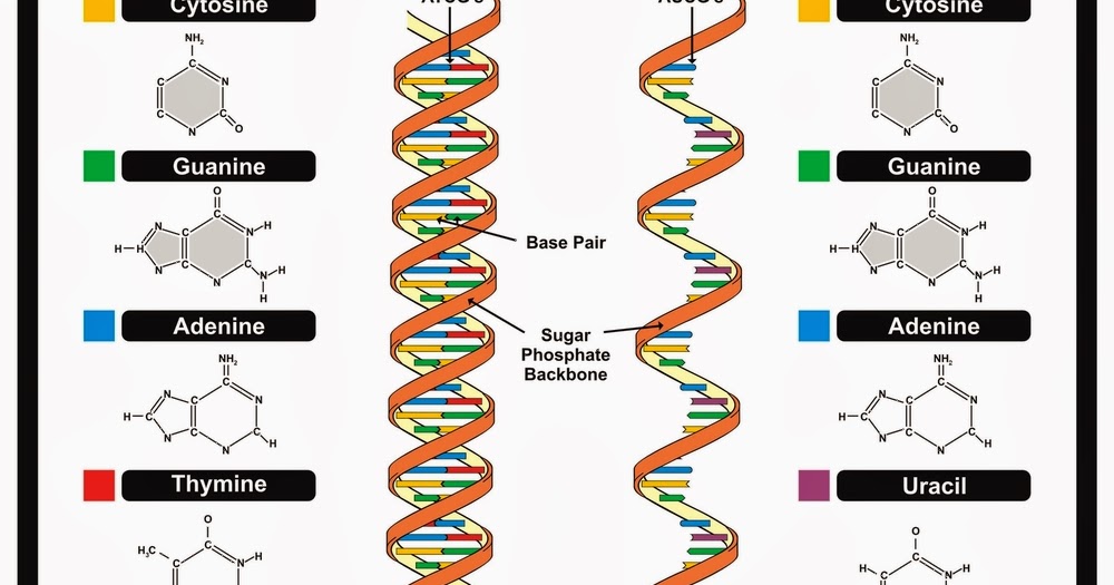 Biology Diagrams,Images,Pictures of Human anatomy and physiology: DNA ...