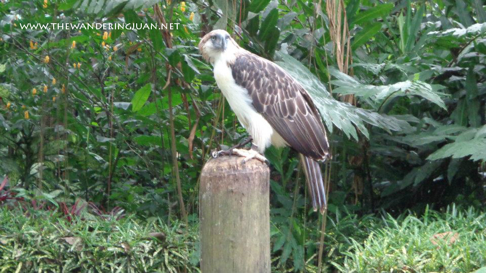 The Majestic Haribon - The Wandering Juan