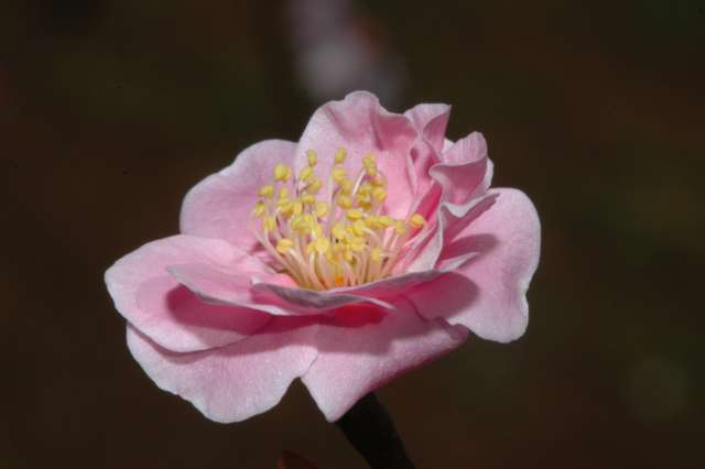 The Nature of Robertson: Weeping Flowering Apricot - Prunus mume